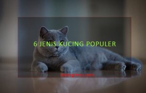 6 Jenis Kucing Populer Di Indonesia